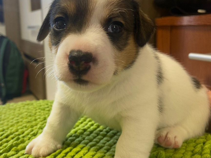 Щенки Джек Рассел терьер