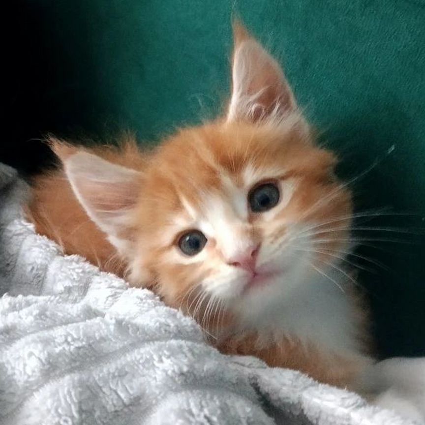Мейн-кун котёнок
