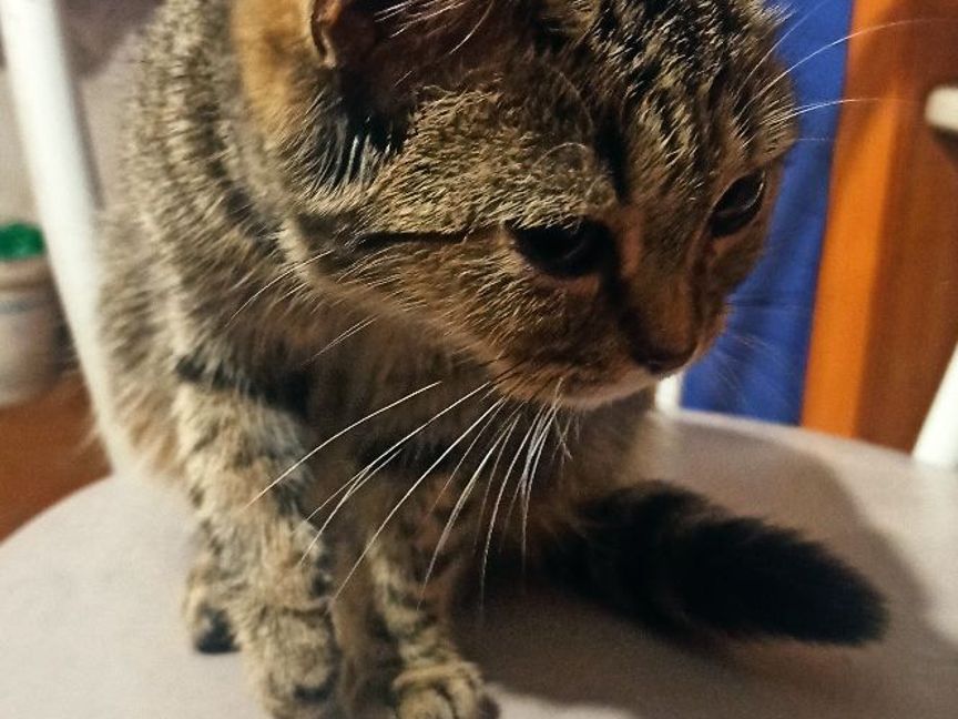 Кошка