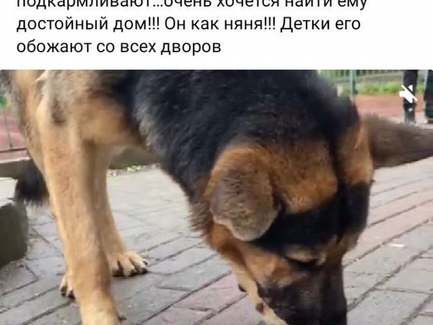 Немецкая овчарка