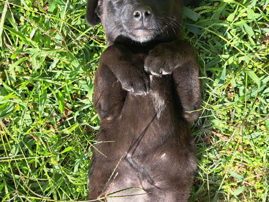 Щенки бесплатно