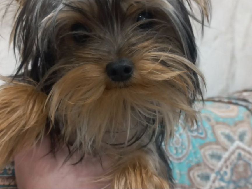 Йоркширский терьер