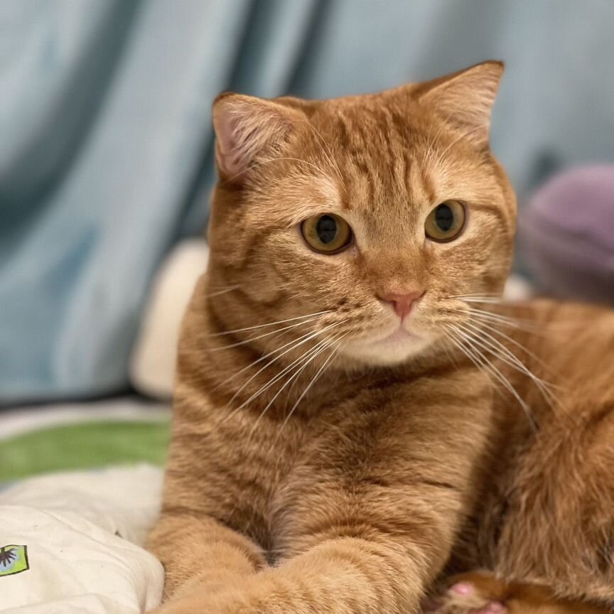 Котята в добрые руки бесплатно