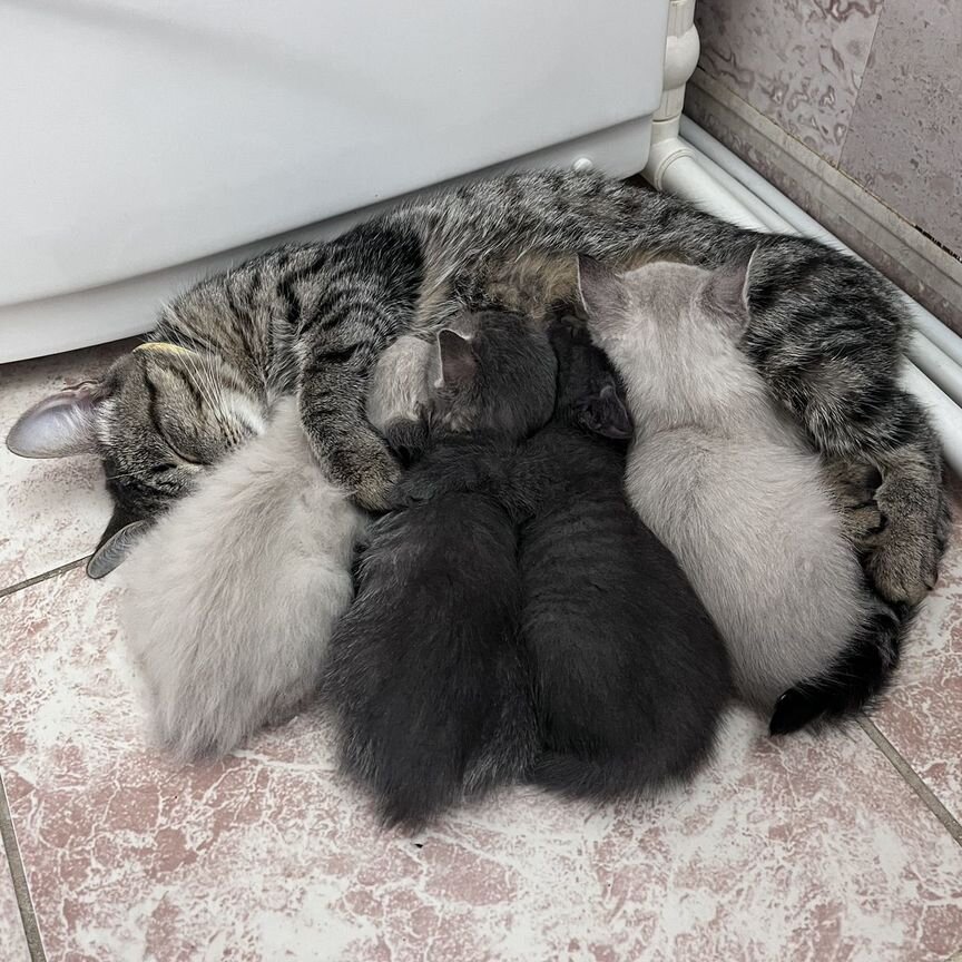 Котята