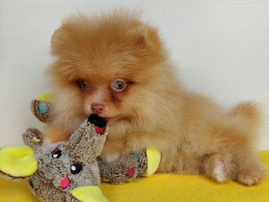 Померанский шпиц-супер щенки