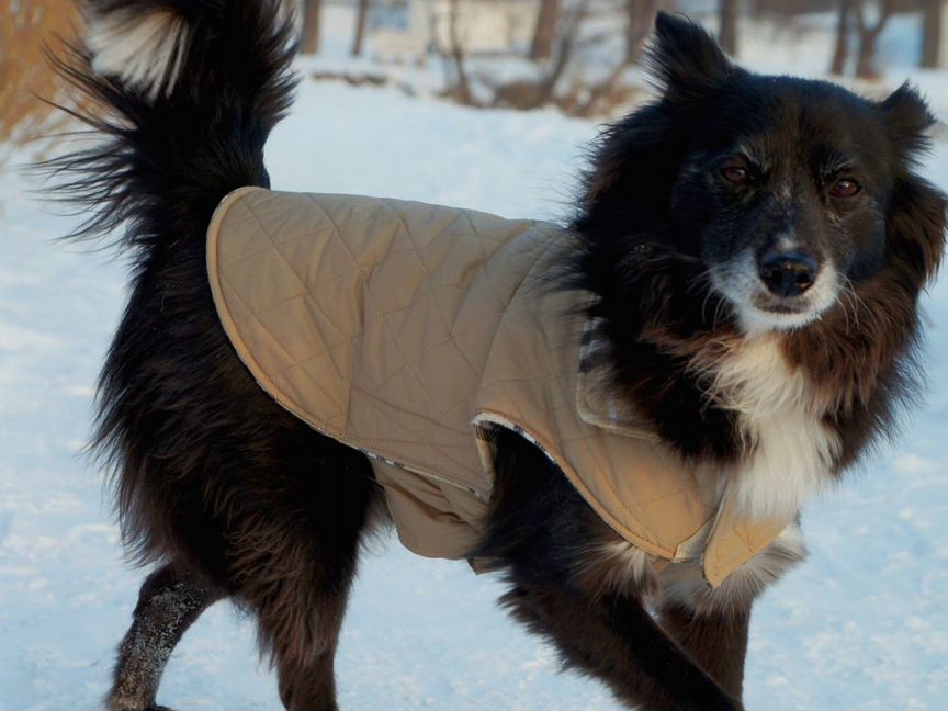 Маленький пёс ищет дом