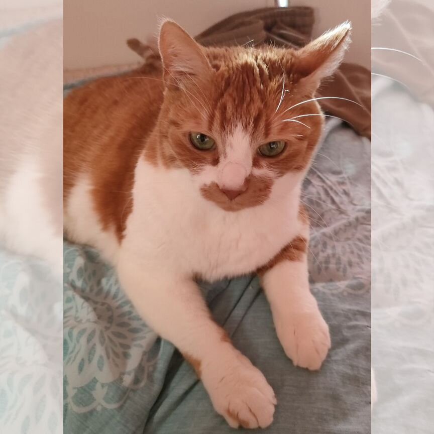 Взрослый кот в добрые руки