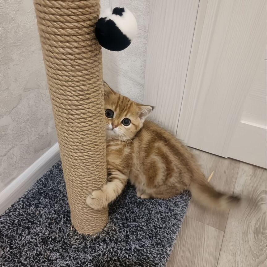 Шотландский прямоухий короткошёрстный котёнок