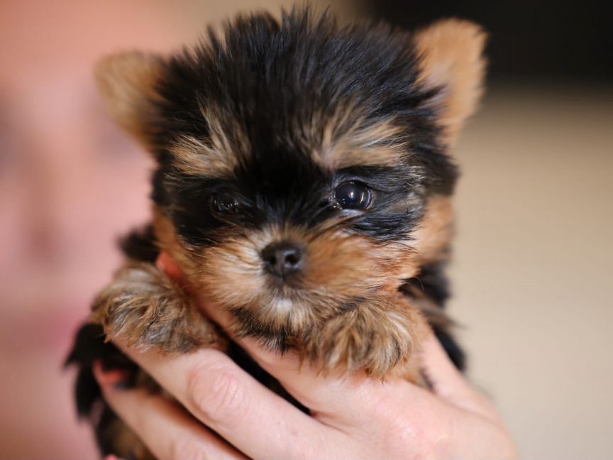 Прелестный мальчик мини с документы РКФ