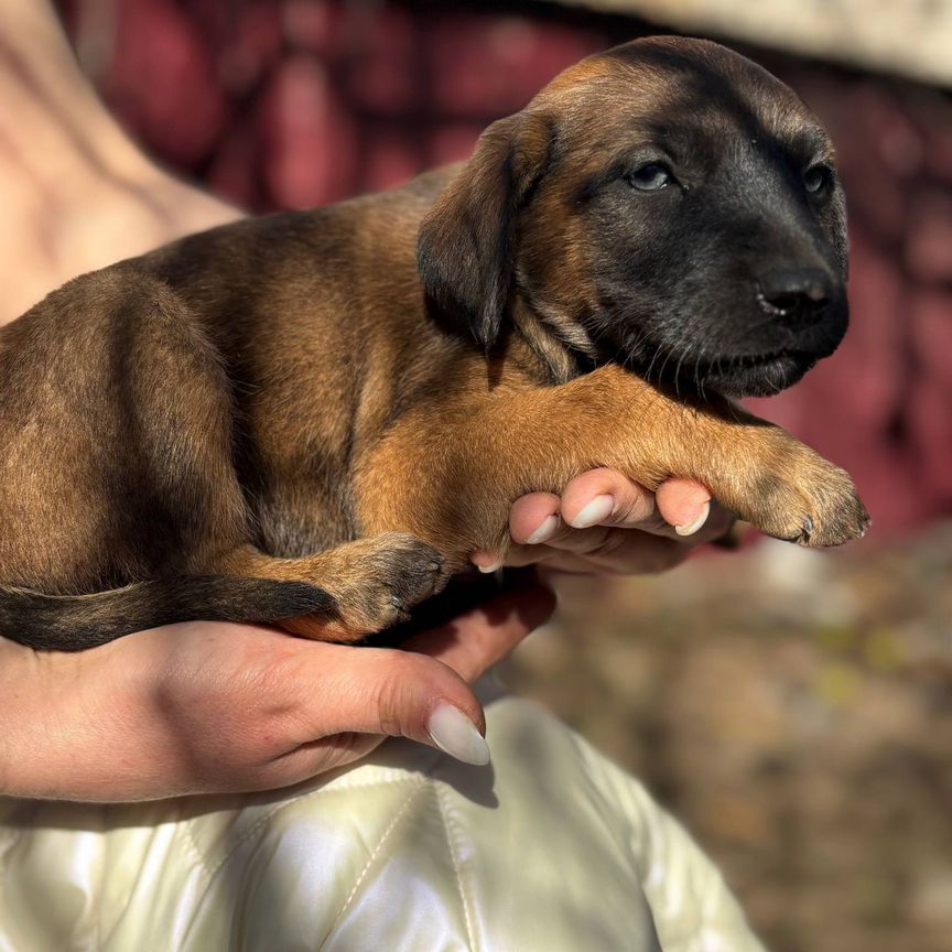 Щенок в добрые руки