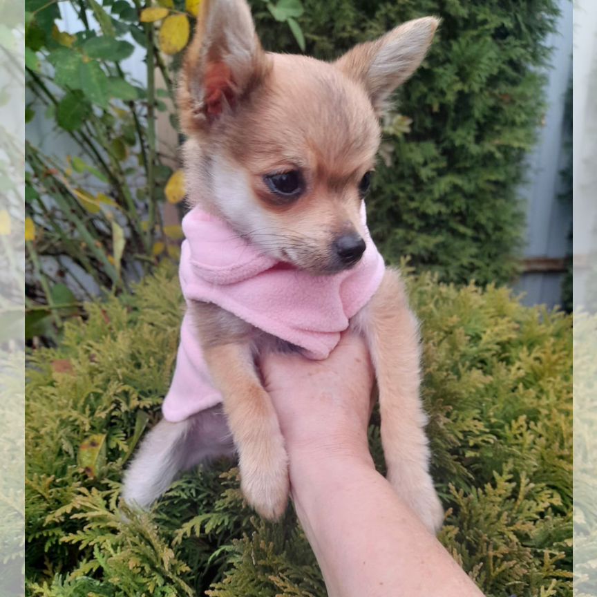 Чихуахуа, щенок