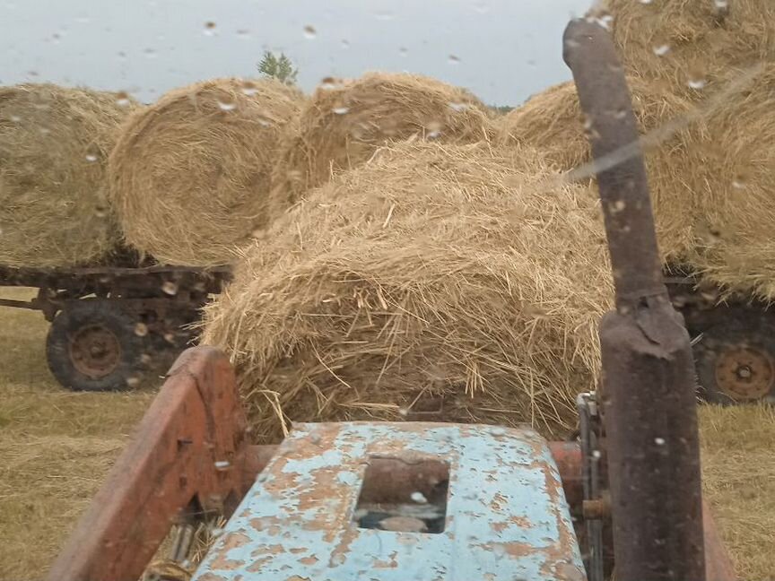 Сено в рулонах