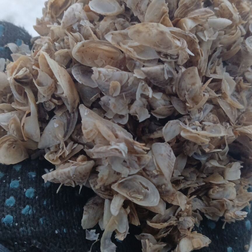 Ракушка речная для кур