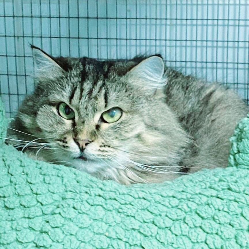 Кошка Мокка ищет дом