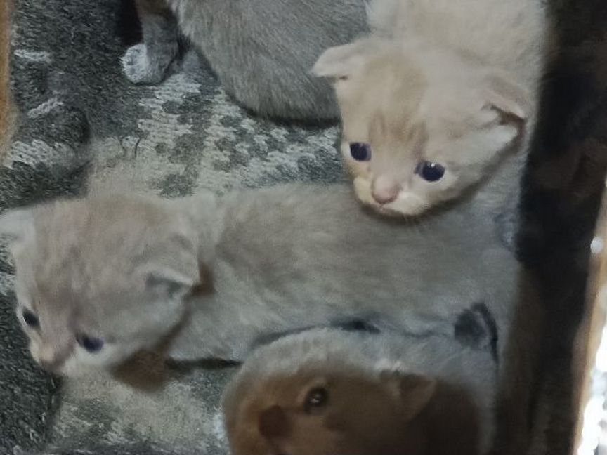 Шотландская вислоухая