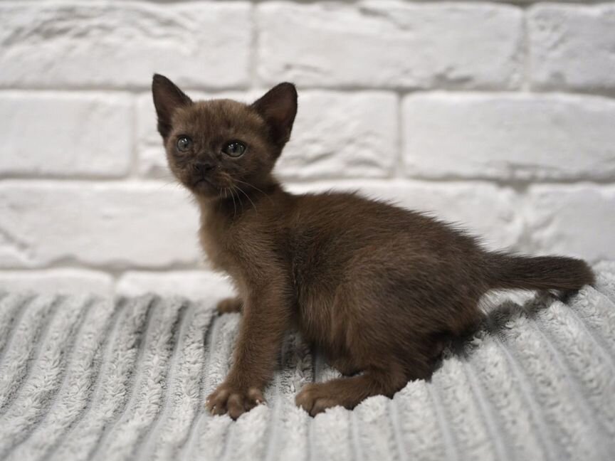 Бурманская девочка из питомника