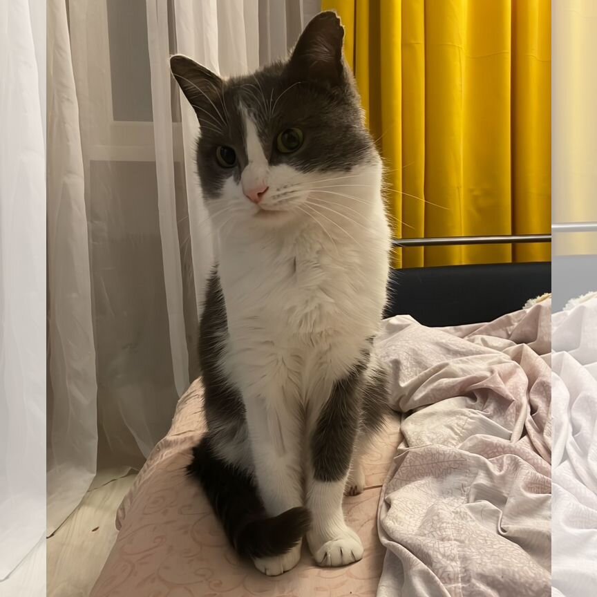 Взрослый кот в добрые руки