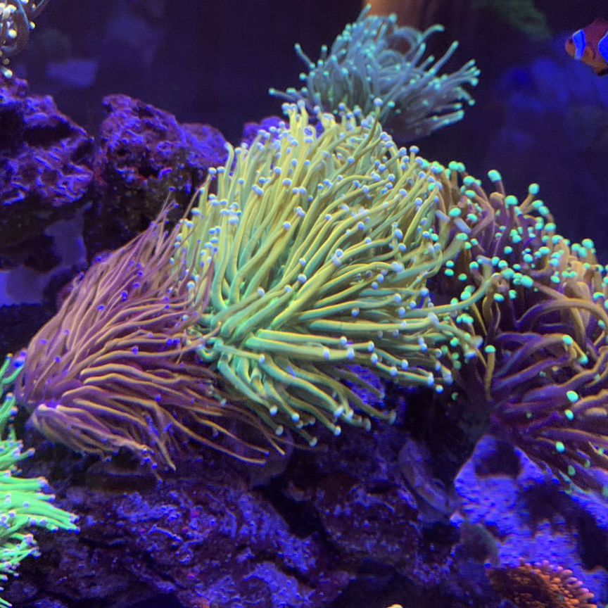 Эуфиллия факельная торч грааль(euphyllia torch)