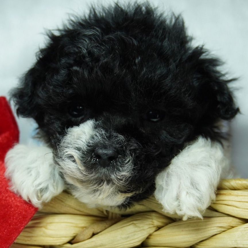 Мальтипу, щенок