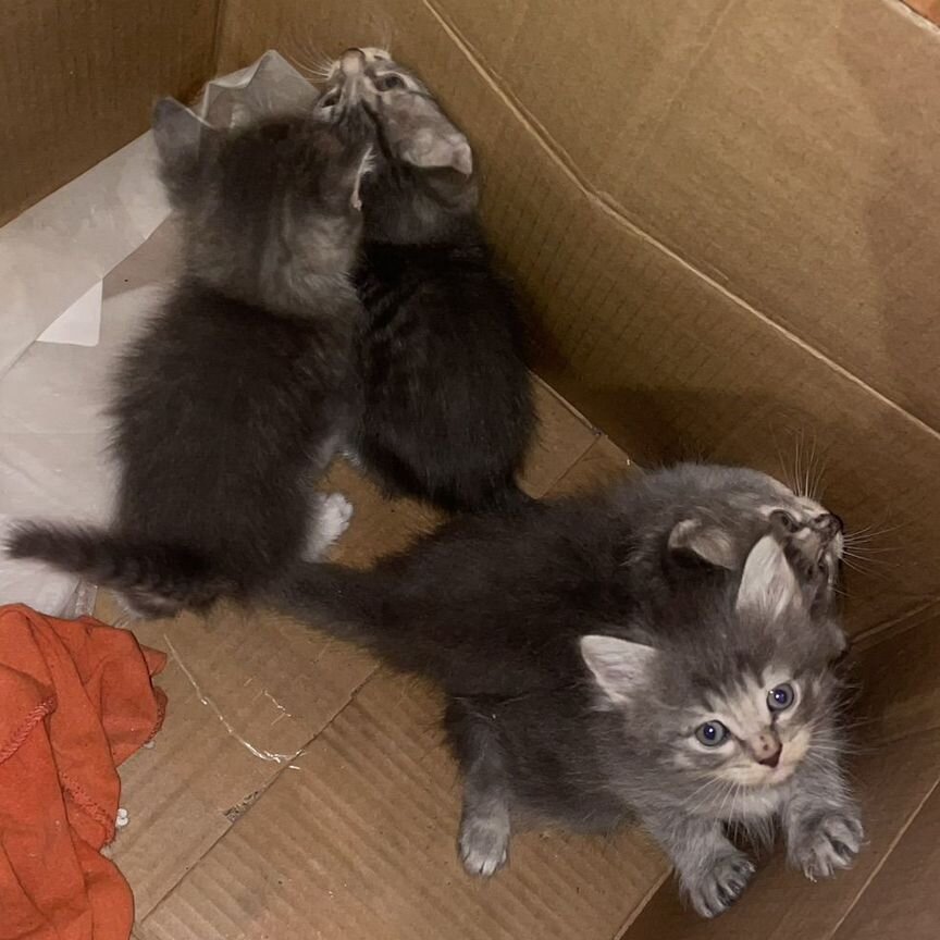 Отдам котят в добрые руки от 1 месяца