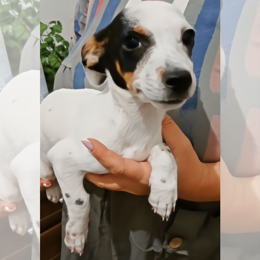 Чихуахуа, щенок