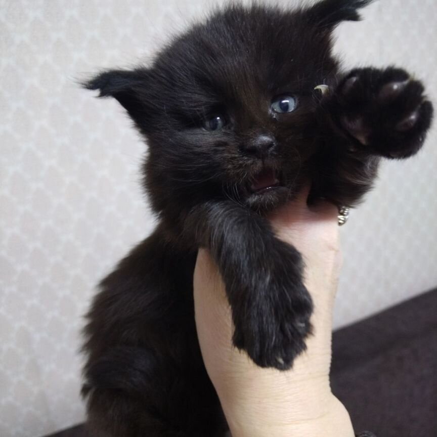 Мейн-кун котёнок