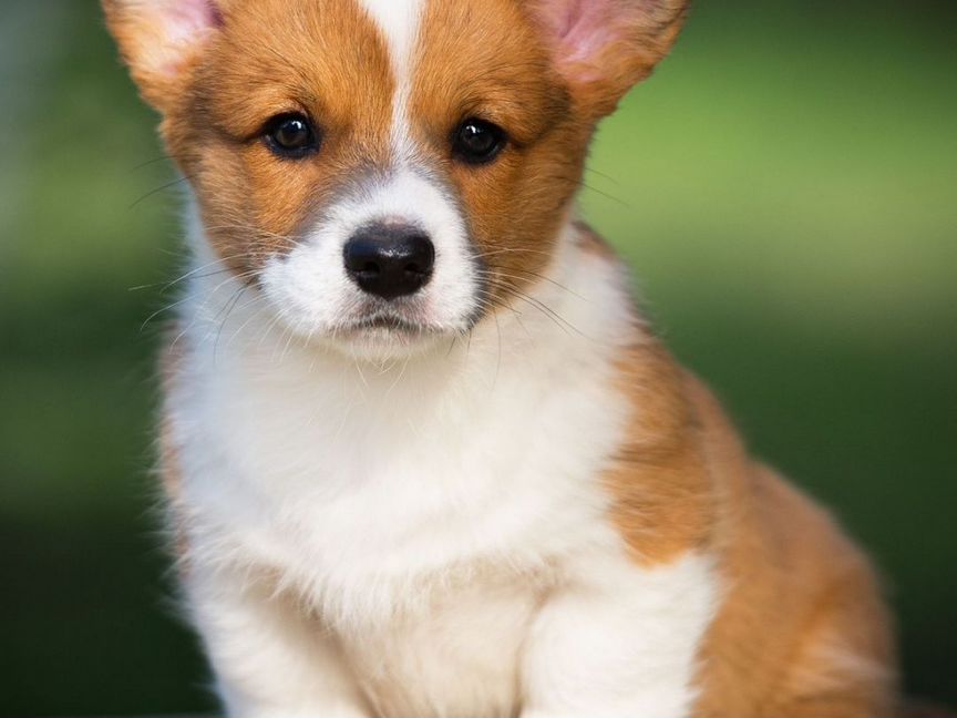 Щенки вельш корги кардиган