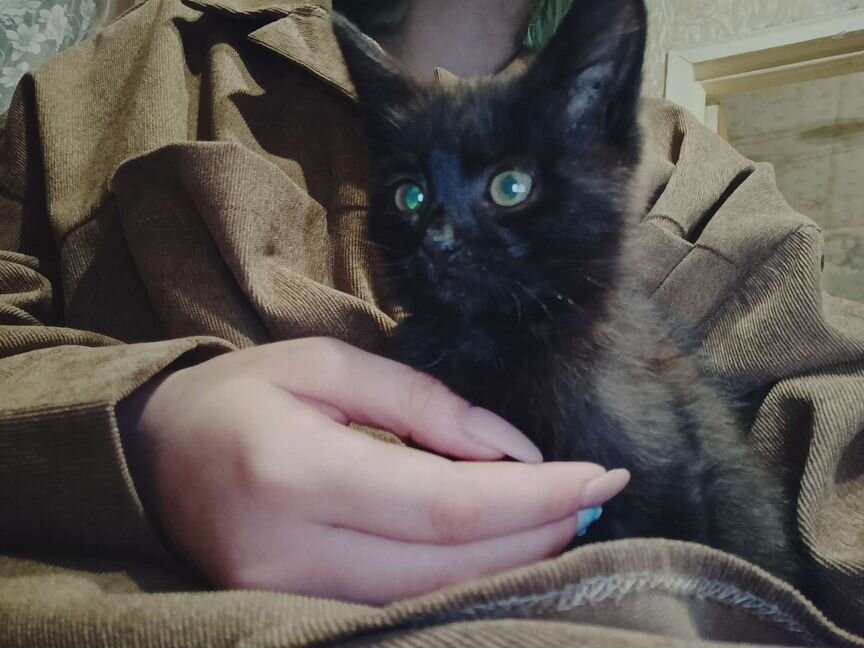 Котёнок, девочка отдам в добрые руки