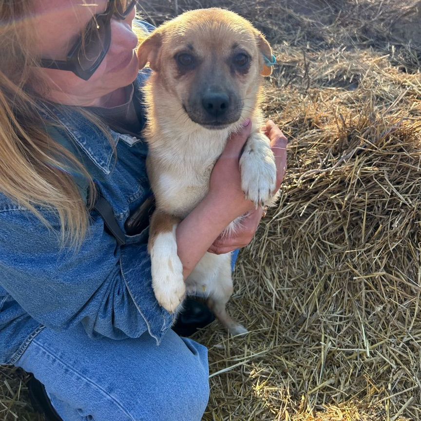 Взрослый пёс в добрые руки