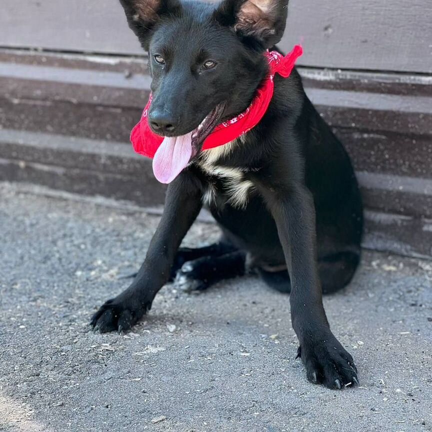 Щенок Маффин хочет домой