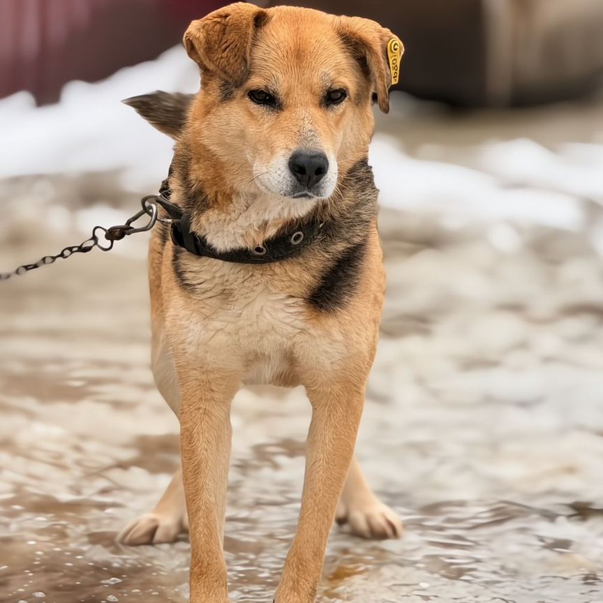 Взрослая собака в добрые руки