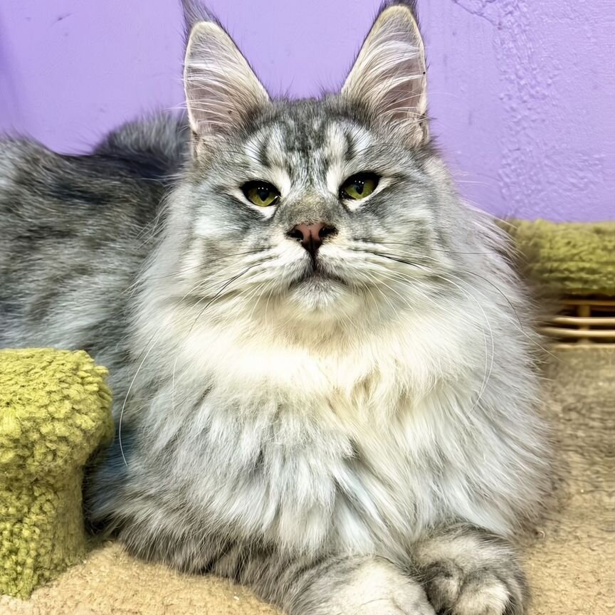 Мейн-кун котёнок