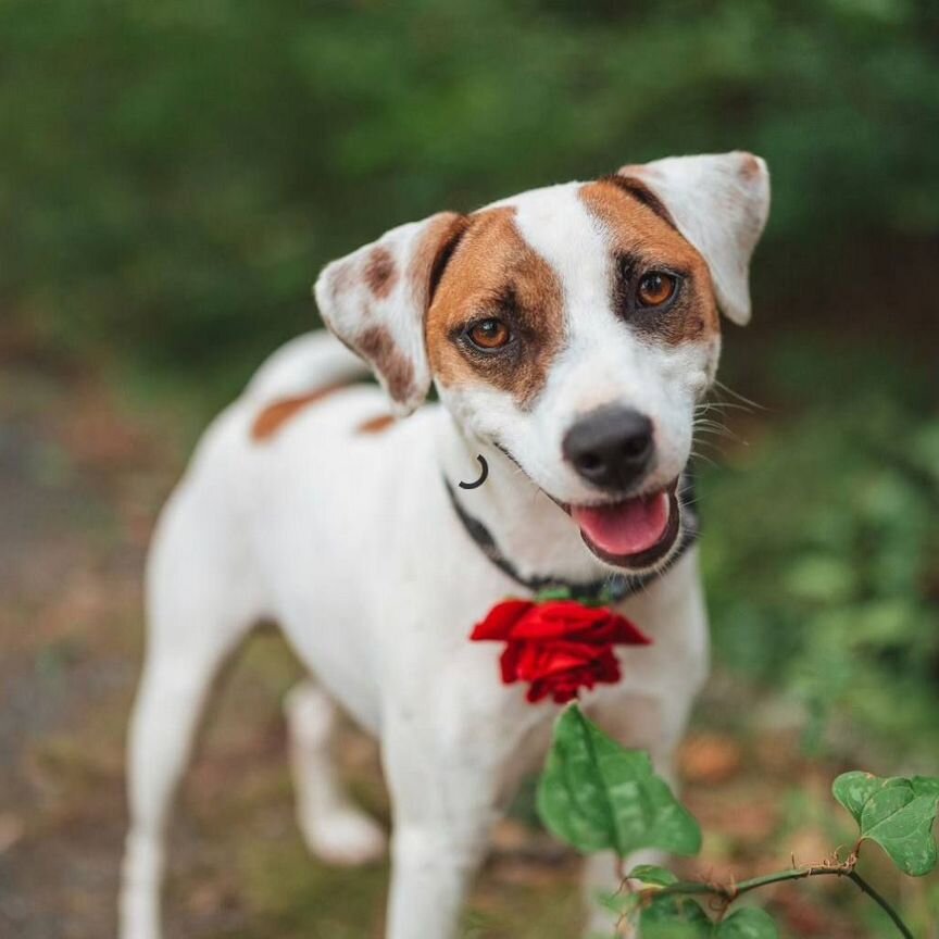 Отдам в добрые руки собачку