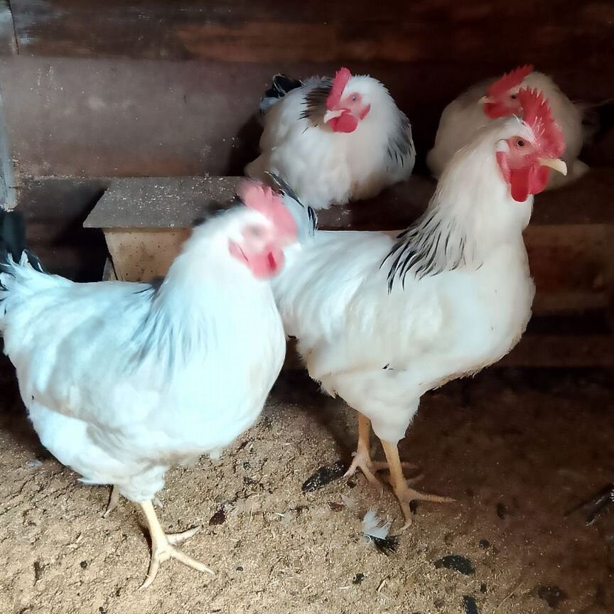 Петухи Адлерская серебристая