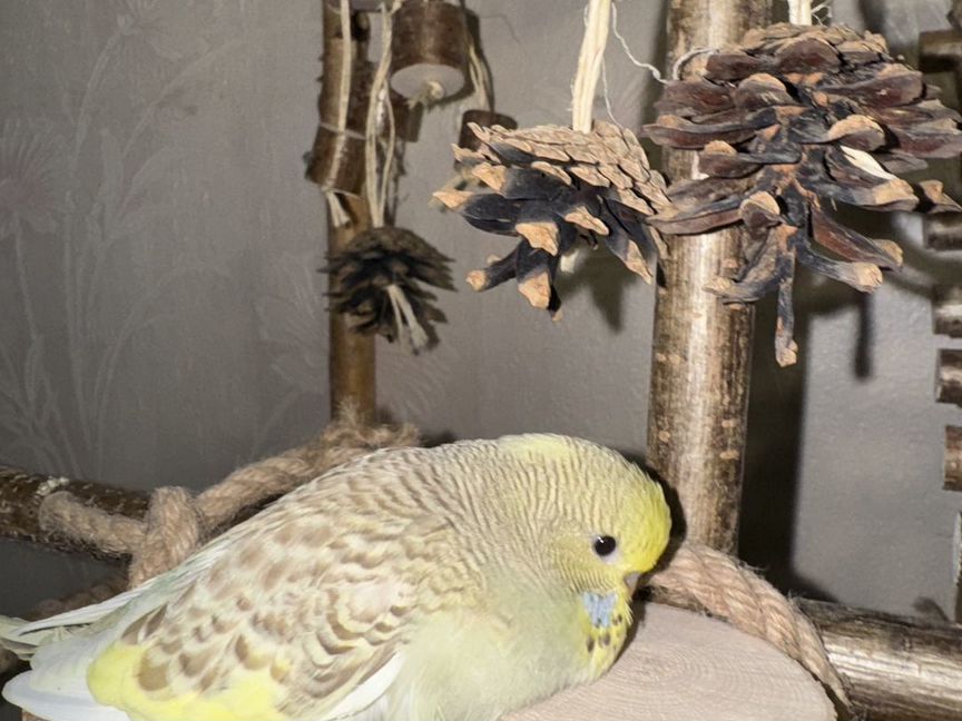 Птенцы Выставочного волнистого попугая чехи