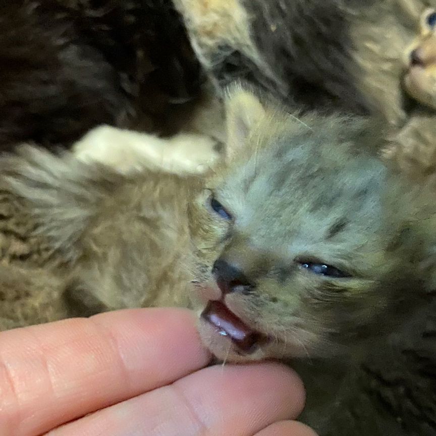 Котёнок в добрые руки