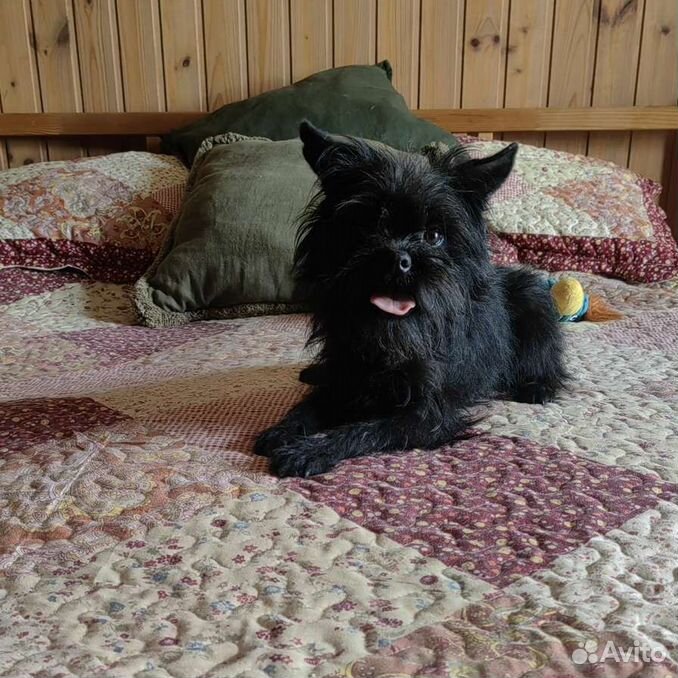 Мальчик Аффенпинчер