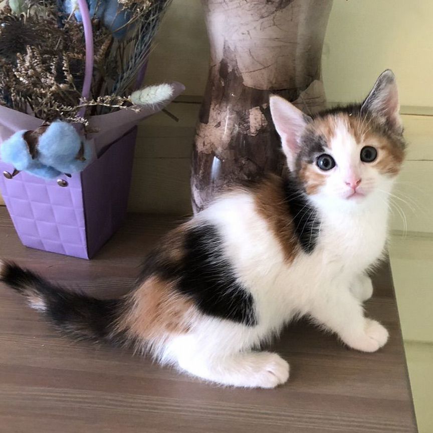 Котята один месяц