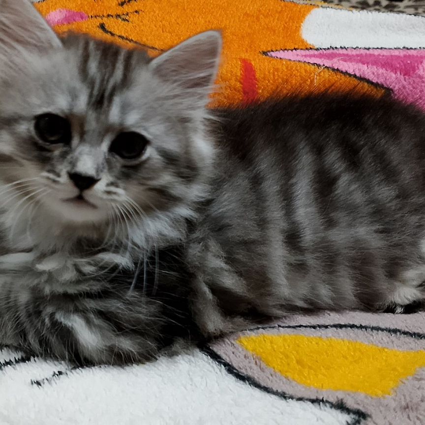 Шотландский вислоухий длинношёрстный котёнок