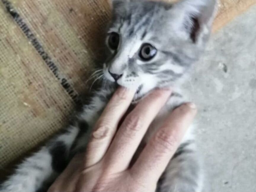 Котята в добрые руки