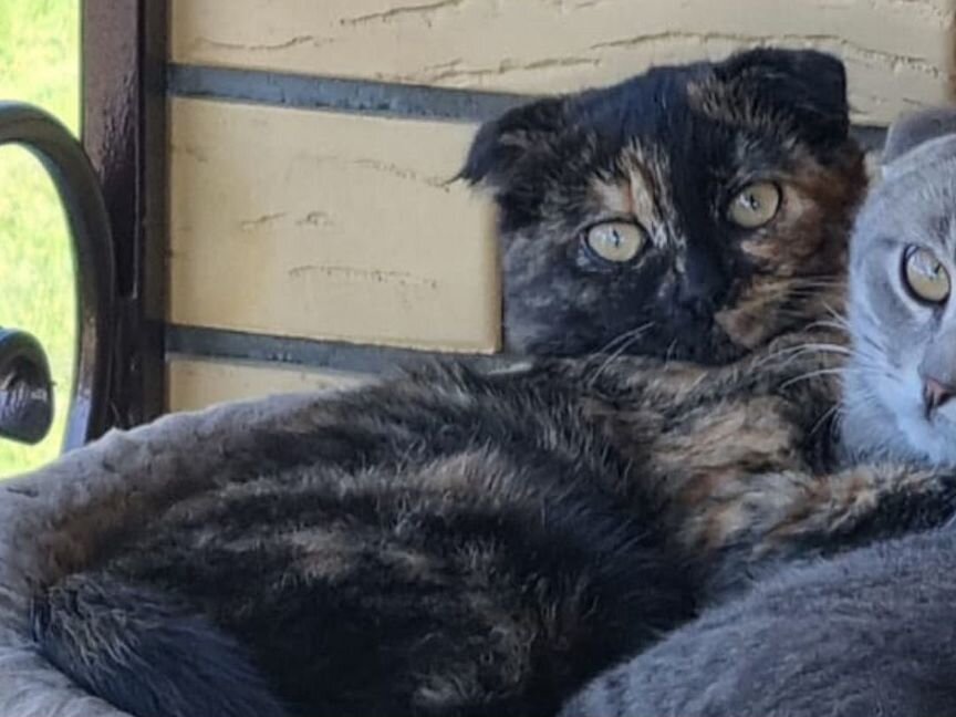 Кошки вислоухие