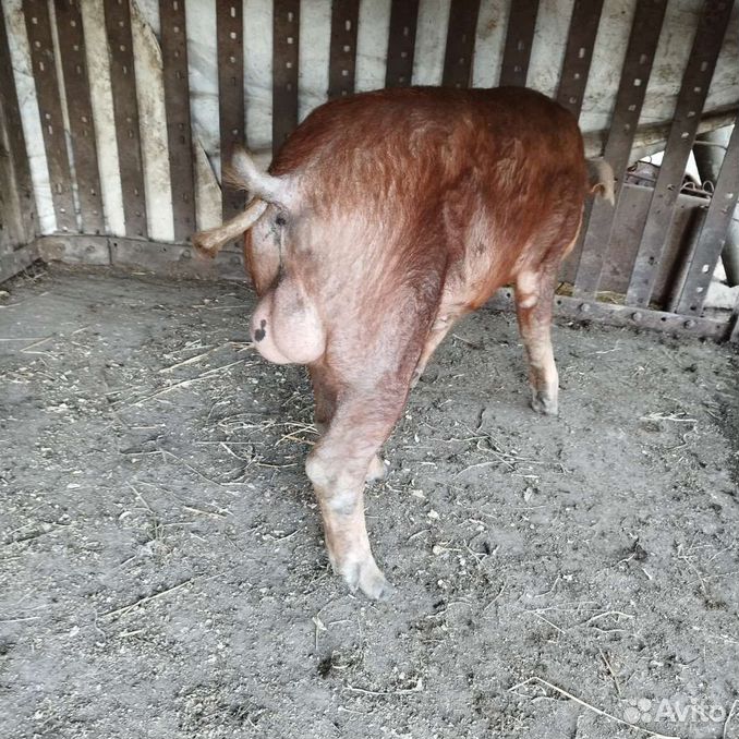 Хряк на племя