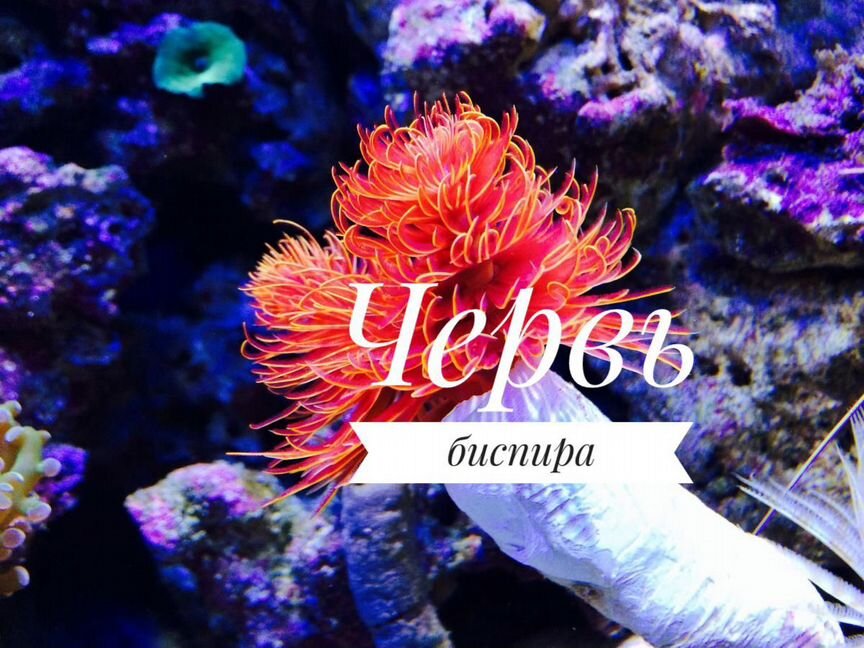 Червь биспира, xxxl (перистый червь в наличии)