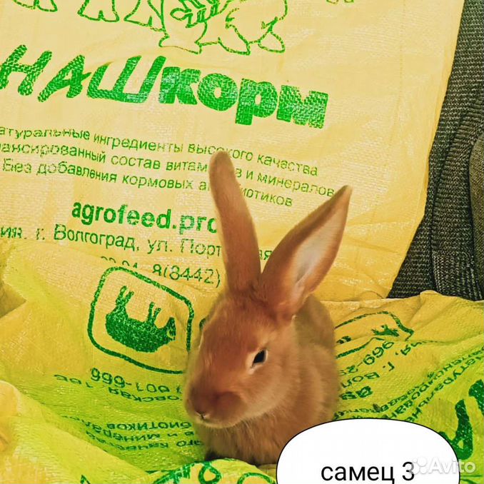 Нзк новозеландский красный кролик