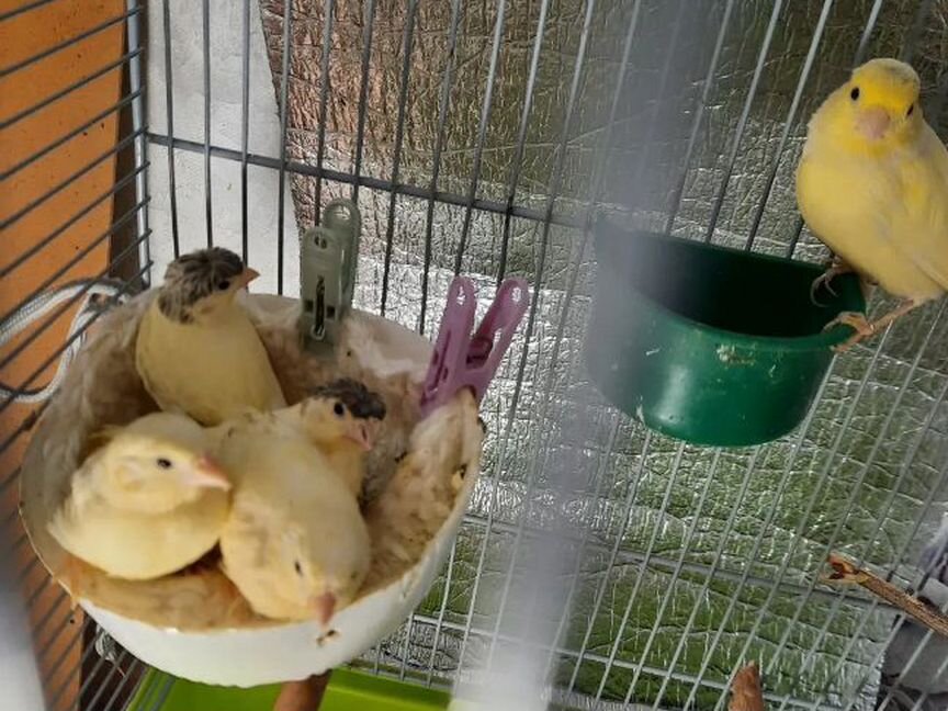 Канарейки овсяночного напева