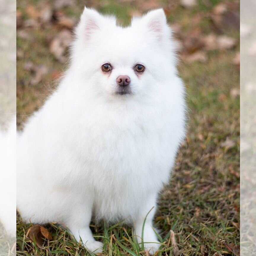 Немецкий шпиц, взрослая собака