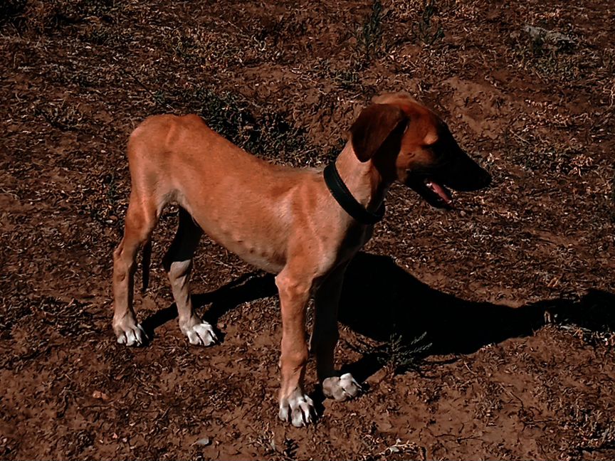 Продам щенят порода хортая борзая. С прививками