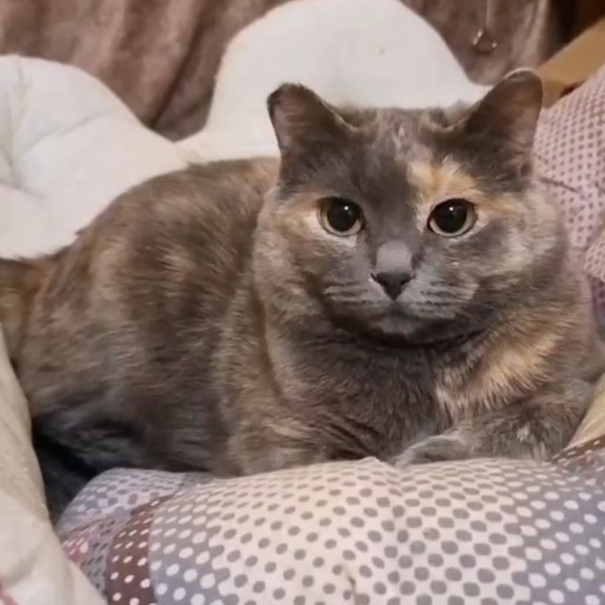 Кошечка в добрые руки