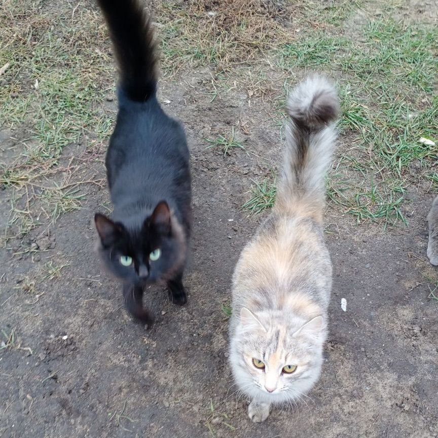 Кошечки