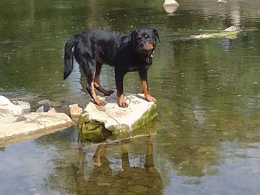 Отдам ротвейлера